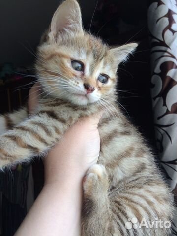 Котёнок девочка метис британца