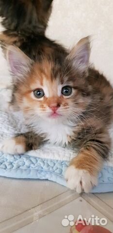 Котенок трехцветка Жозефина 1,5мес. метис норвежск
