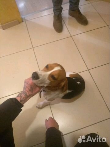 Отдам в хорошие руки щенка породы бигль