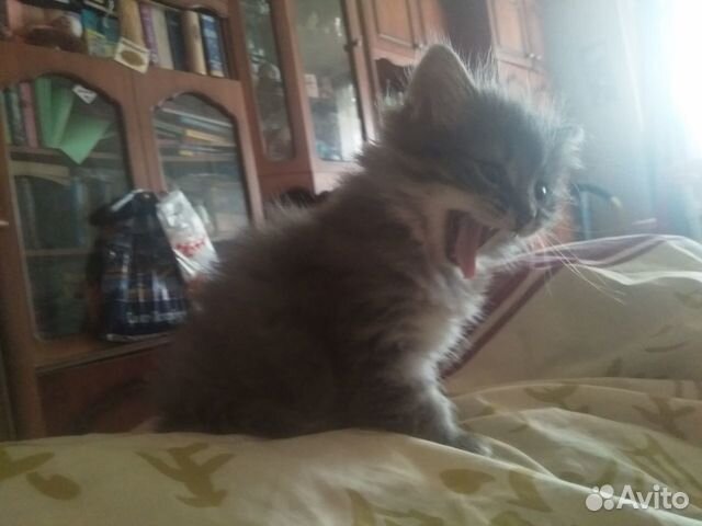 Пушистый котенок метис