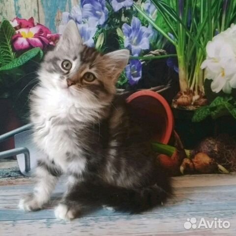 Мраморная сибирская кошечка с документами