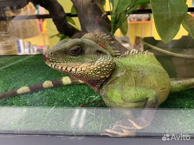 Агама водяная