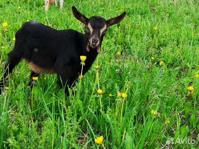 Коза альпийская
