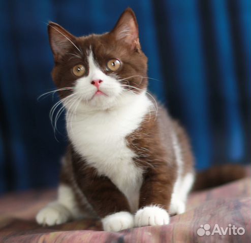 Ириска Британская шоколад биколор девочка