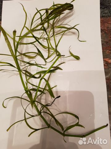 Аквариумные растения в дар