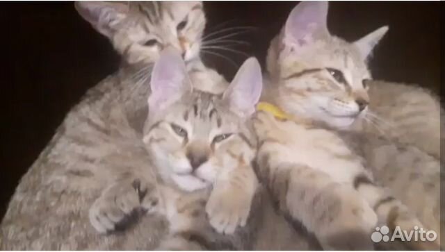 Пиксибоб котята
