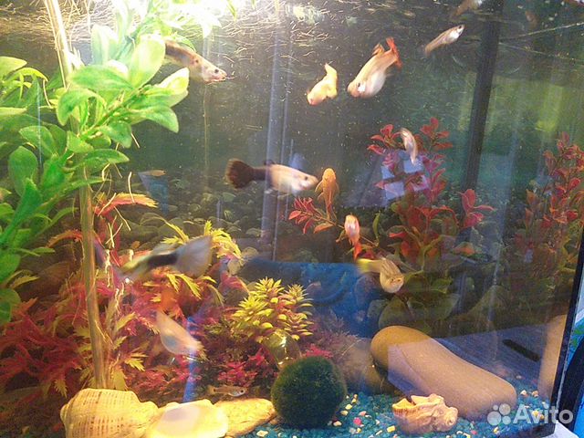 Рыбки Гуппри