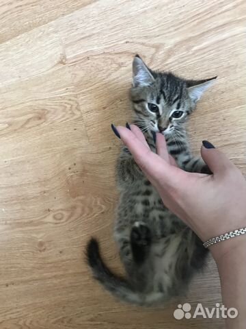 Малыш котёнок в добрые руки