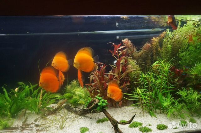 Аквариум