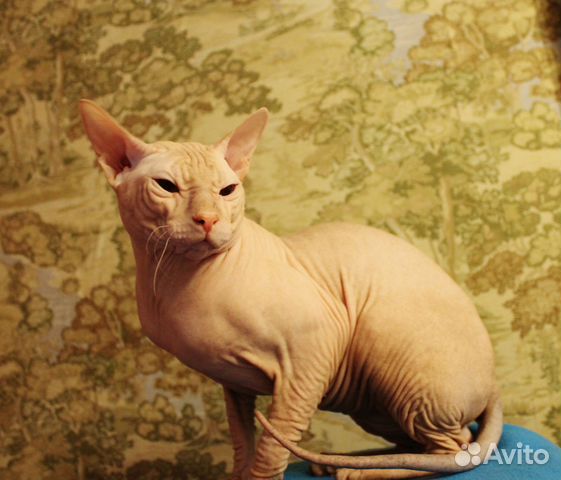 Кастрированный котик украинский левкой