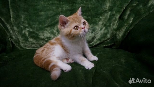 Выбор Экзотов в питомнике