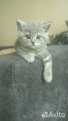 Шотландчики