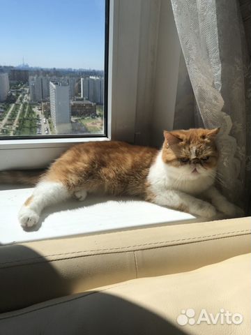 Экзотическая Кошка