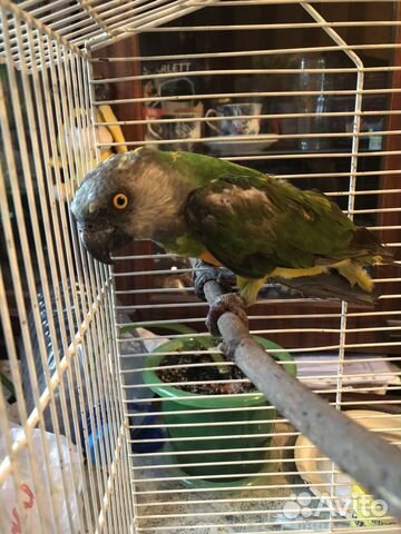 Найден попугай