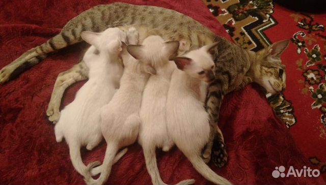 Котята ориентальные