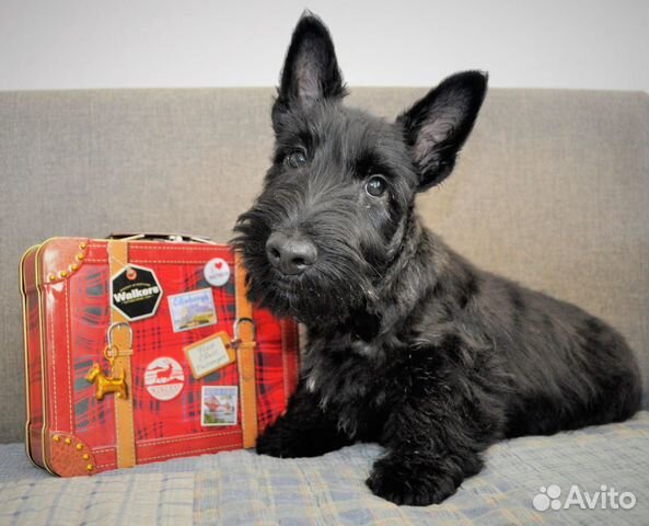 Замечательный малыш скотч-терьера