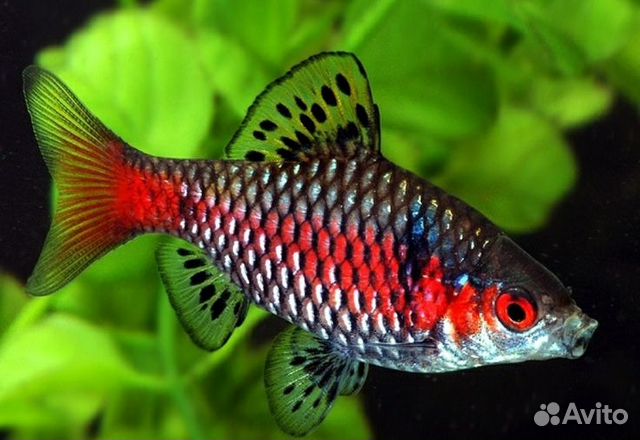 Стайка Барбусов 8шт (одесские алые)