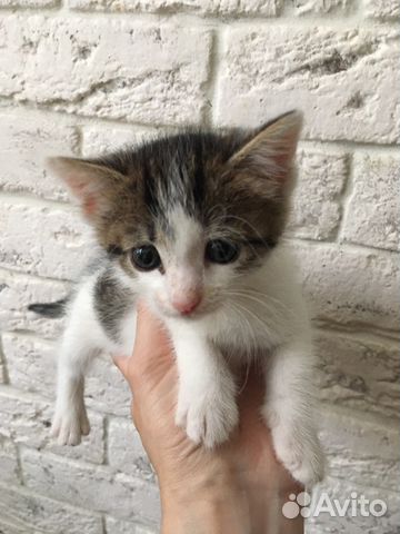 Котёнок в добрые руки