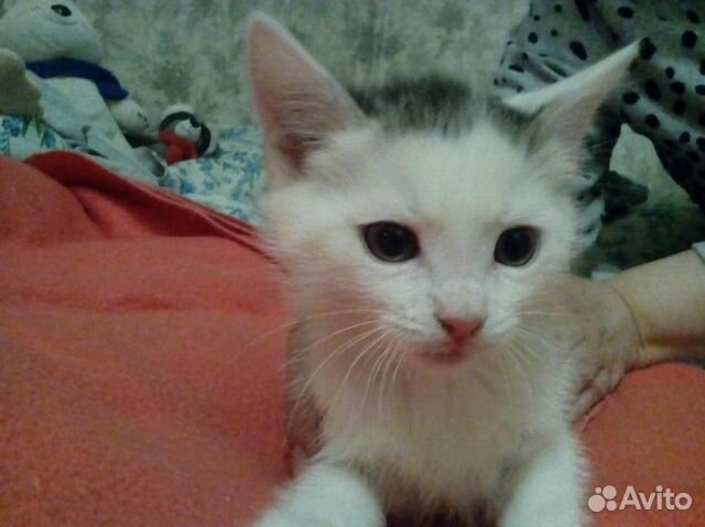 Котенок бело - серого окраса, плюшевый мальчик