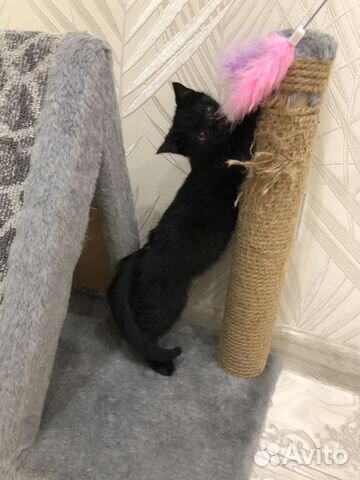 Котенок мальчик 3,5 мес