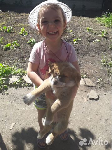 Отдам шенят алабая