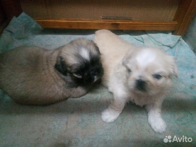 Щенки пикенеса