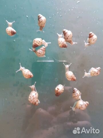 Улитки ахатина фулика стандарт