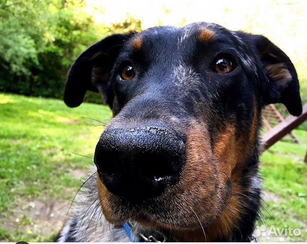 Французская овчарка в добрые руки