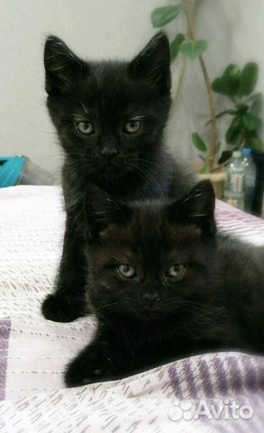 Шотландские котята