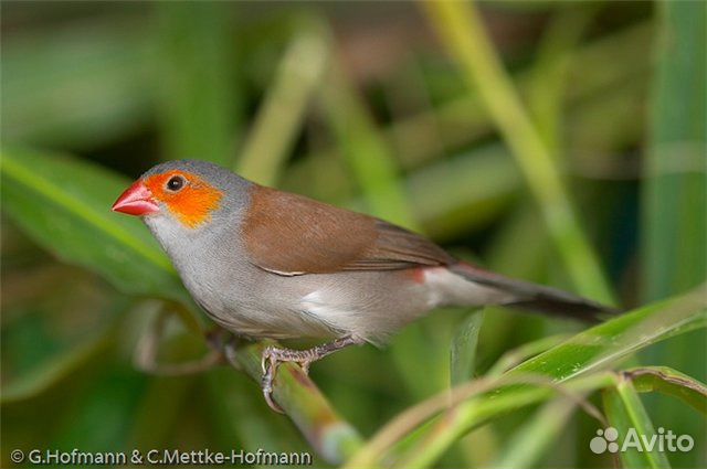 Оранжевощекий Астрильд