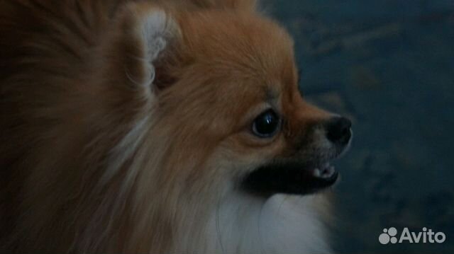 Вязка животные