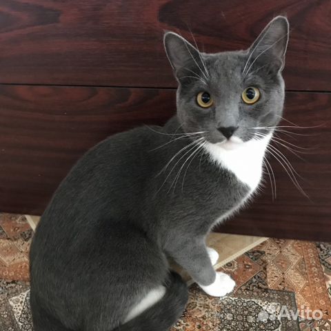 Отдаём кота в надёжные руки
