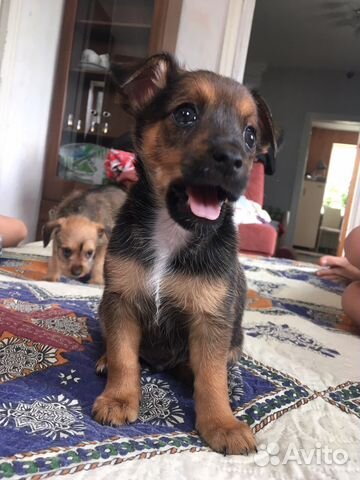 Помесь Той-терьер и Йоркширский терьер