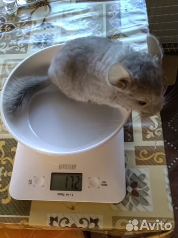 Шиншилла Бежевая Девочка
