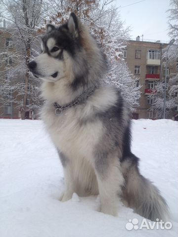 Полуторагодовалый мальчик ищет девочку - вязка