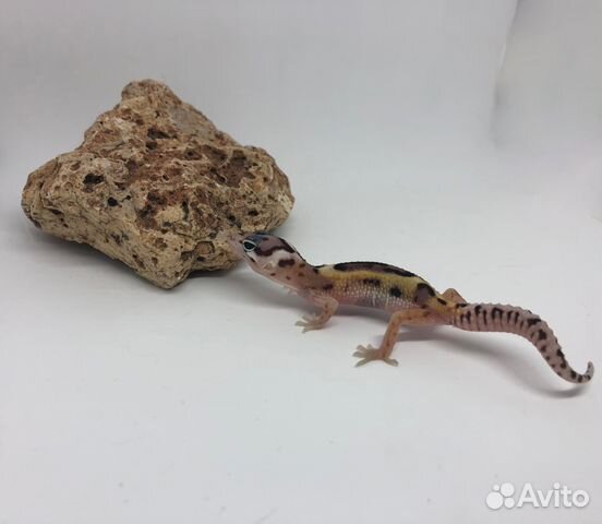 Малыш эублефара морфы Mack Snow Jungle het radar