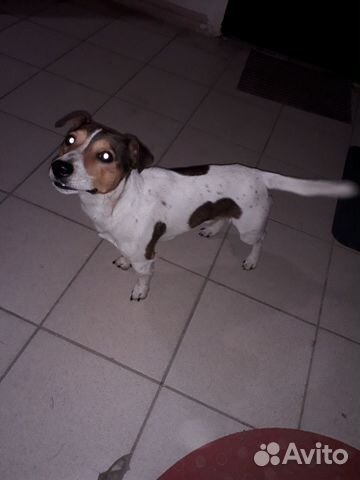 Найден Джек Рассел мальчик