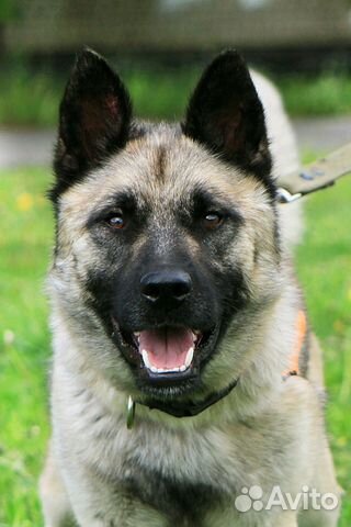 Байкал. Красивый пёс, помесь лайки. Бесплатно