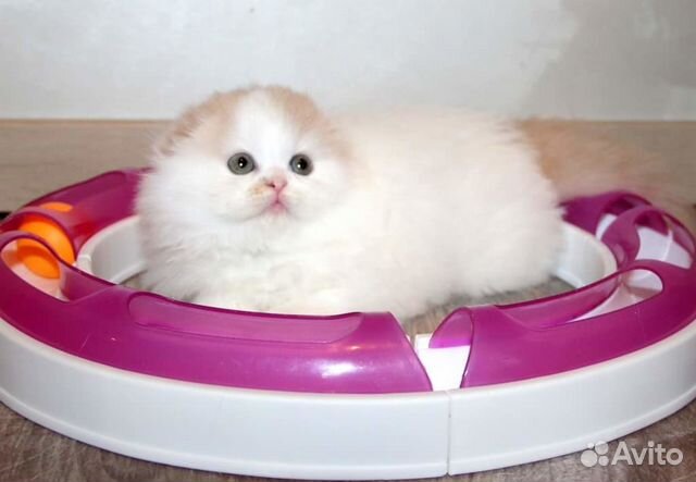 Две кремовые вислоухие пироженки