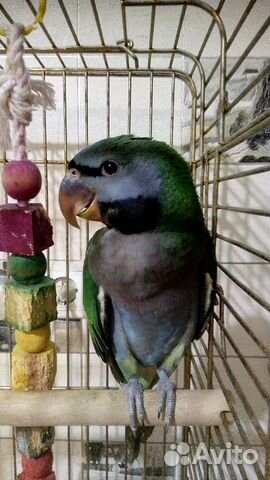 Кольчатый китайский попугай