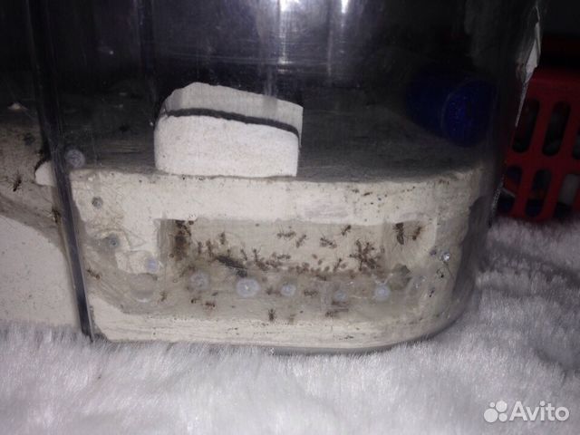 Муравьи Pheidole yeensis