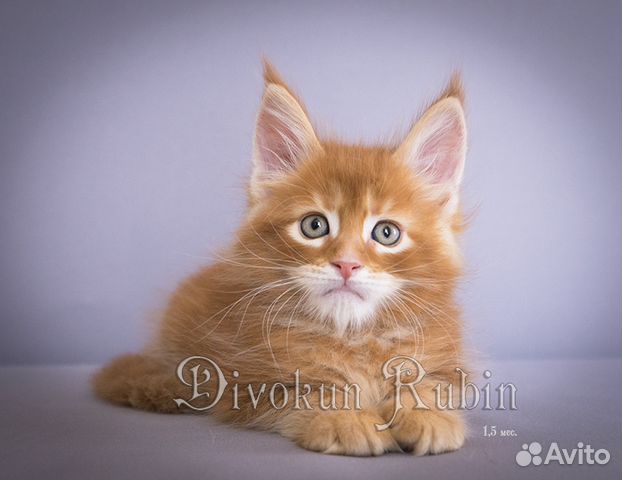 Котик мейн-кун Рубин окрас красный мраморный (d22)