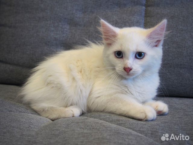 Ландыш - миленьки белый котенок с голубыми глазами