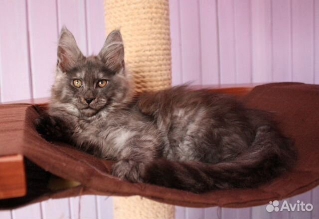 Котик Миллион черный дым