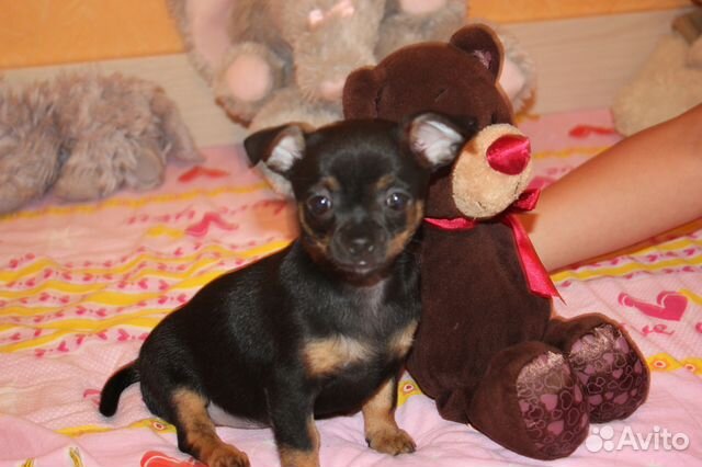 Щеночки чихуашки