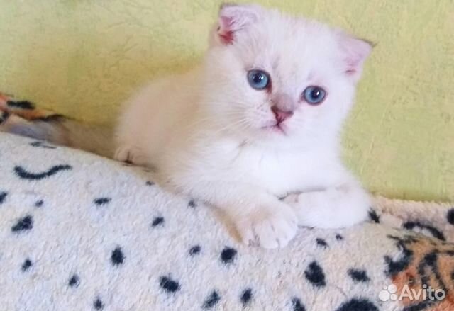 Вислоухий Голубоглазый Котик