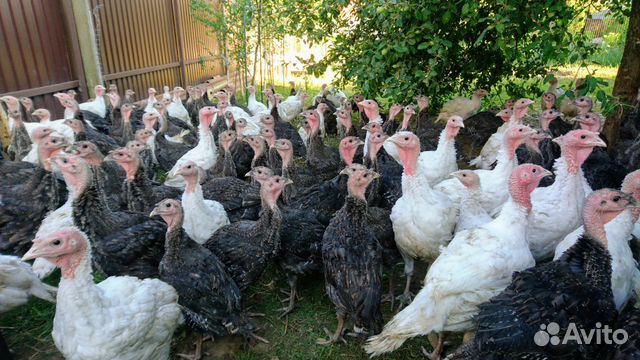 Индюшата подрощенные 2-х месячные