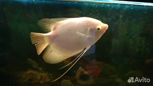 Отдам целующегося гурами