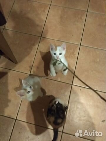 Трое ласковых котят