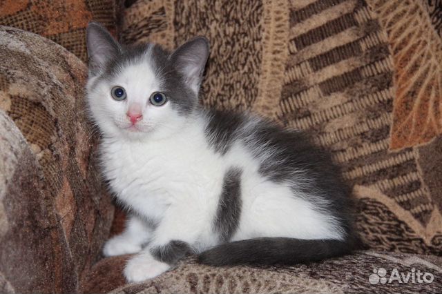 Дамочек лапочка в добрые ручки